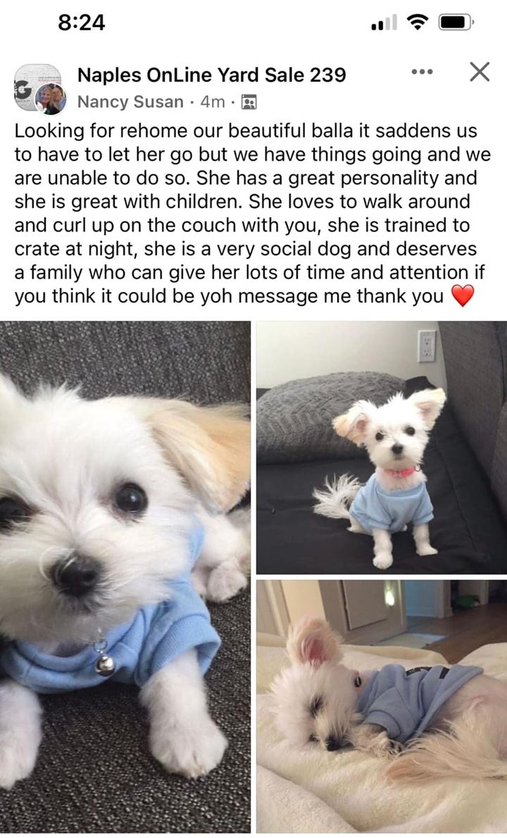 Common Scams and How to Avoid Being a Victim of a Scam